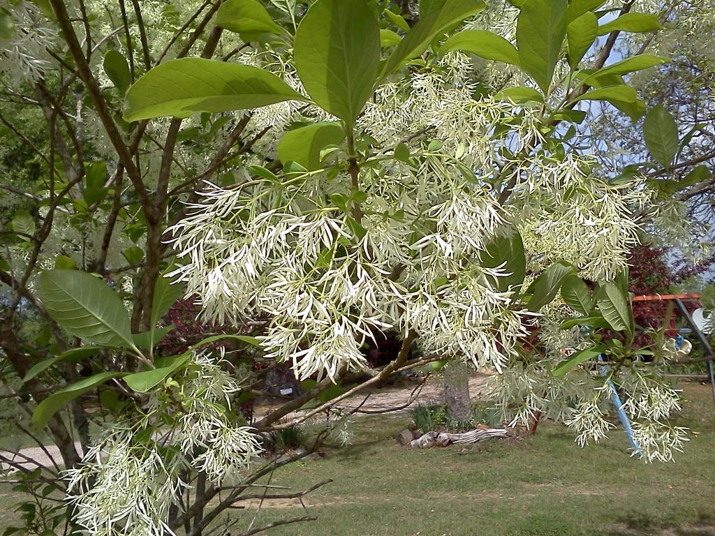 Charlotte's Web: Grandfather's Beard