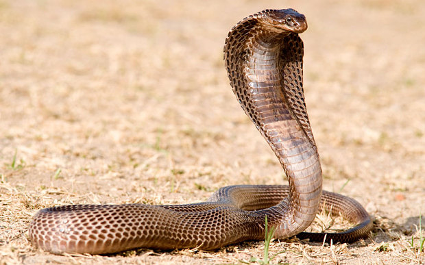 Zimbabwe: Primary school student reportedly turns to snake on assembly ...