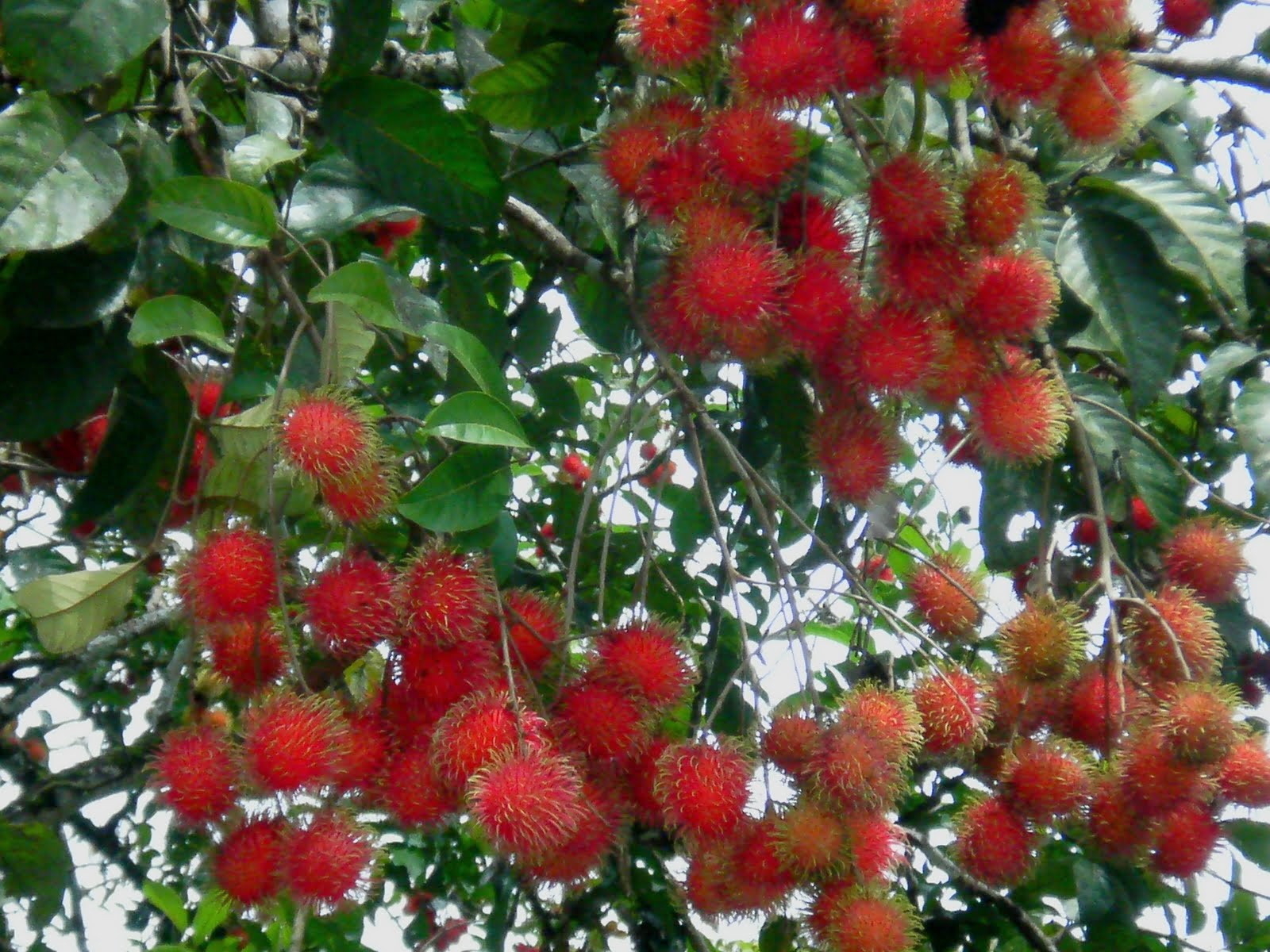 Manfaat Luar Biasa Buah Rambutan Manfaat Luar Biasa Buah Rambutan