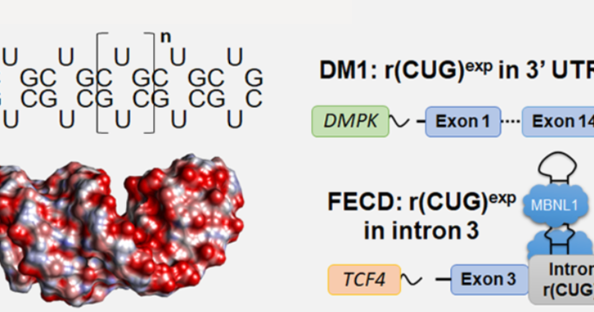 A Small Molecule that Targets an RNA Repeat Expansion