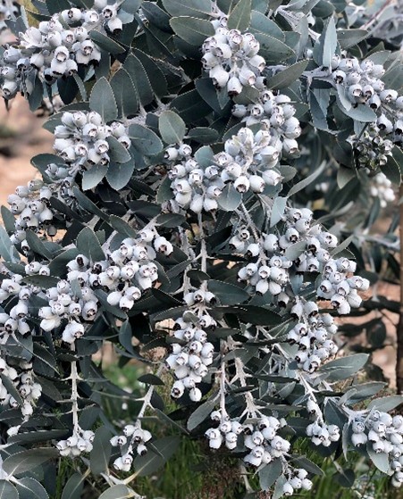 A Passion for Flowers: 2021 Colors of the Year: Ultimate Gray ...