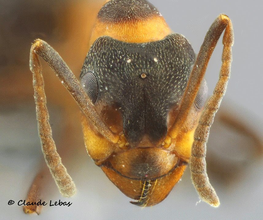 fourmis du genre Formica: Le genre Formica