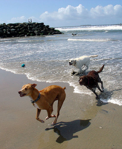 the daily paw: Coming Soon: Better Beaches For Your Dog
