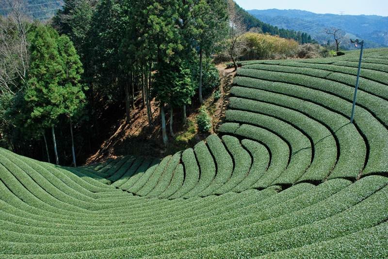 Wazuka Green Tea Farms, Japan