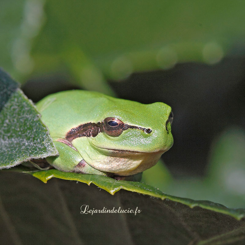 Rainettes méridionales : dernier bain de soleil avant la pluie.