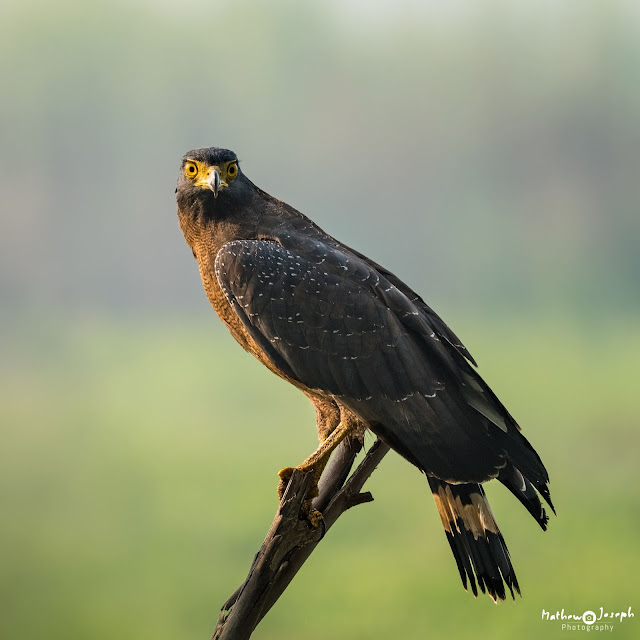 Wild Side of Mathew: Bhindawas Bird Sanctuary, Haryana