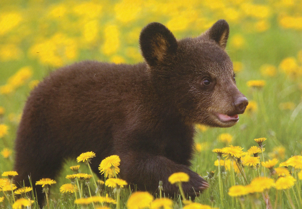 Our Daily Blab: You Woke The Bears! Why Did You Do That?!