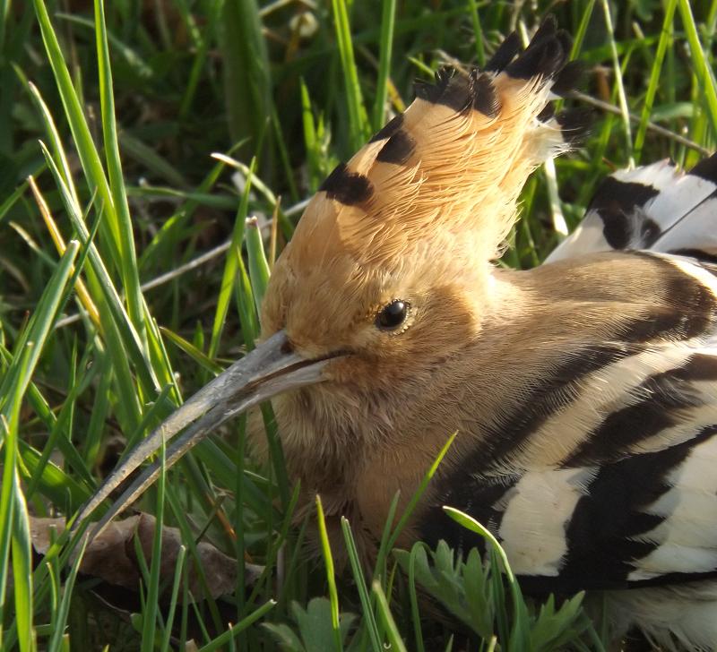 Wild Nature of the Cantabrian Mountains (Spain): Encounter with a ...