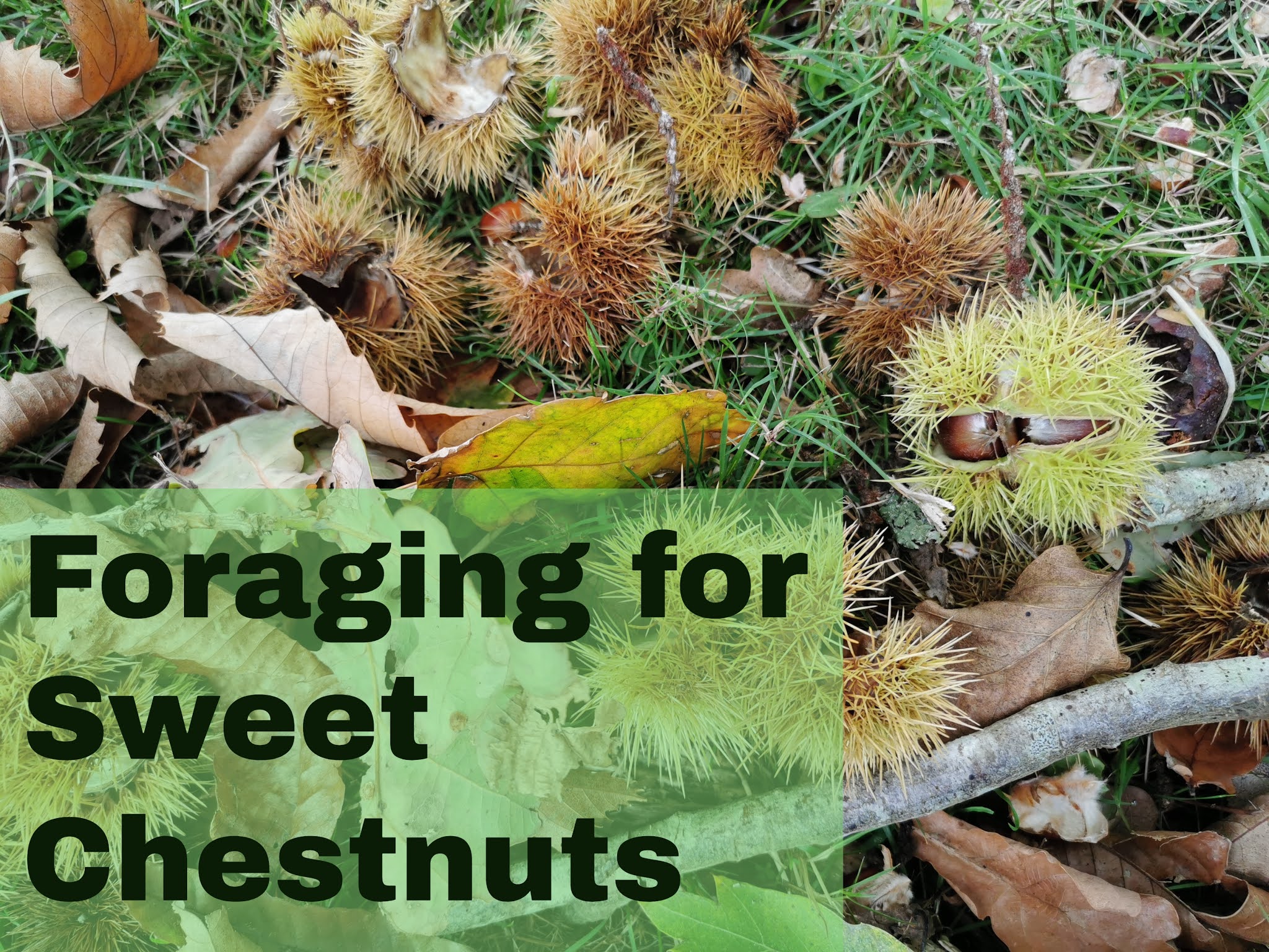 Mummy From The Heart: Foraging for Sweet Chestnuts in the UK