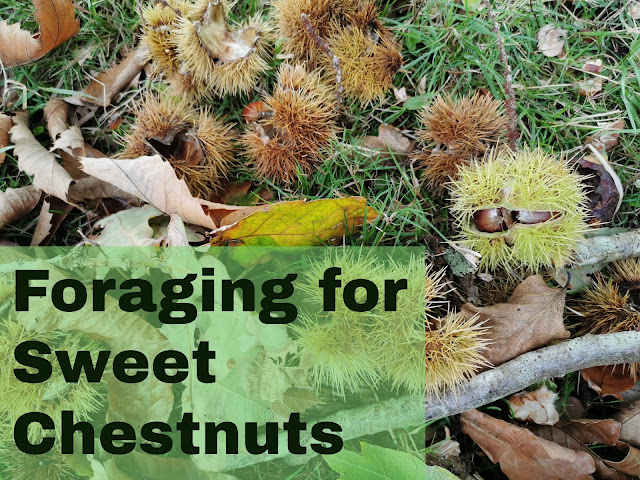 Mummy From The Heart: Foraging for Sweet Chestnuts in the UK