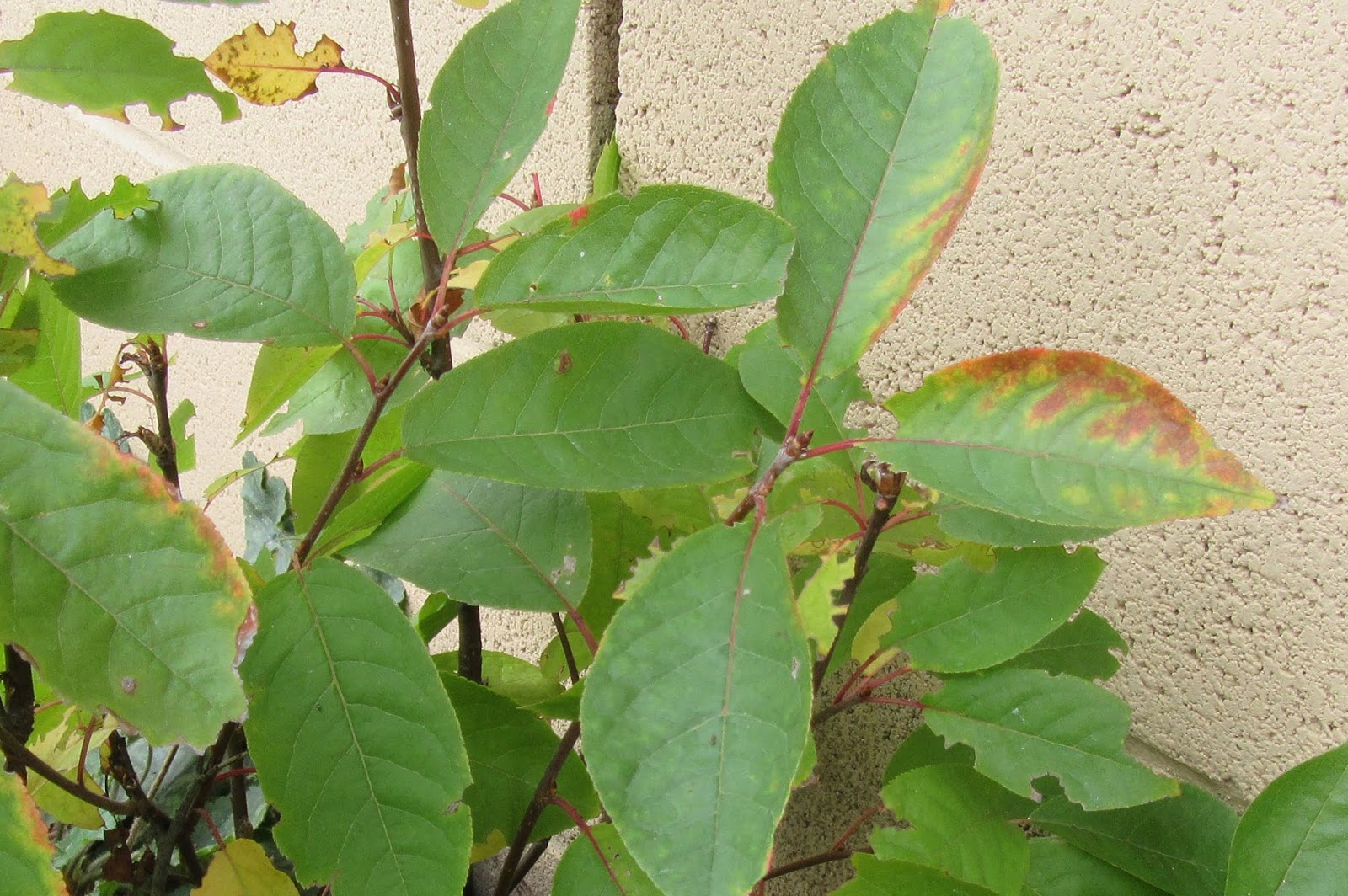 Mother Nature's Montrose Garden: Plant of the Month (June) : Western ...