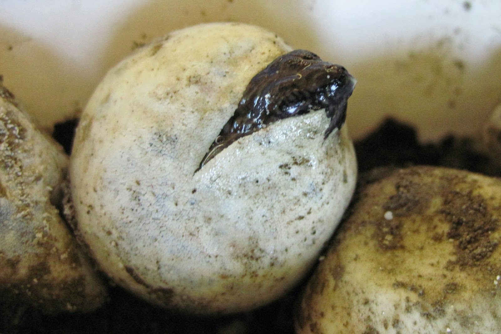 North Branch Nature Center: Snapping Turtle Hatchlings