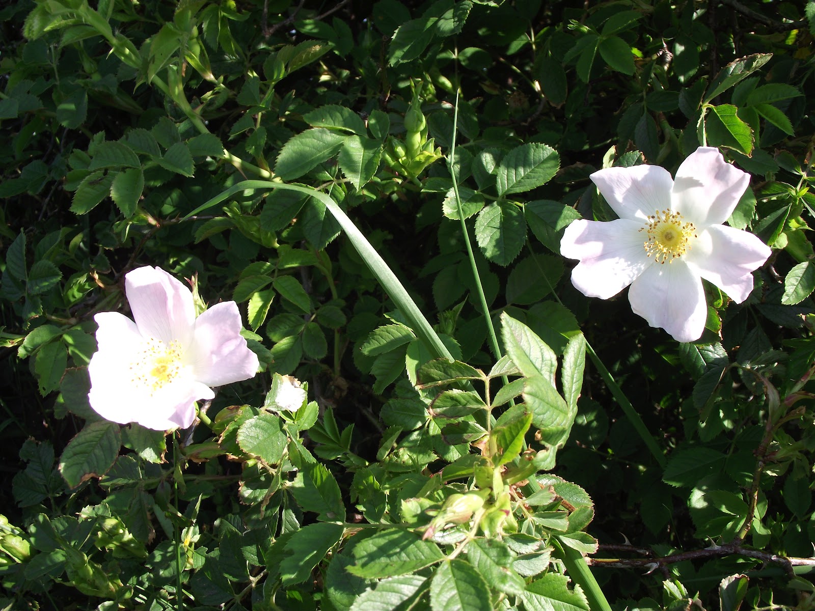 LETTERS FROM SHEPPEY: May 2012
