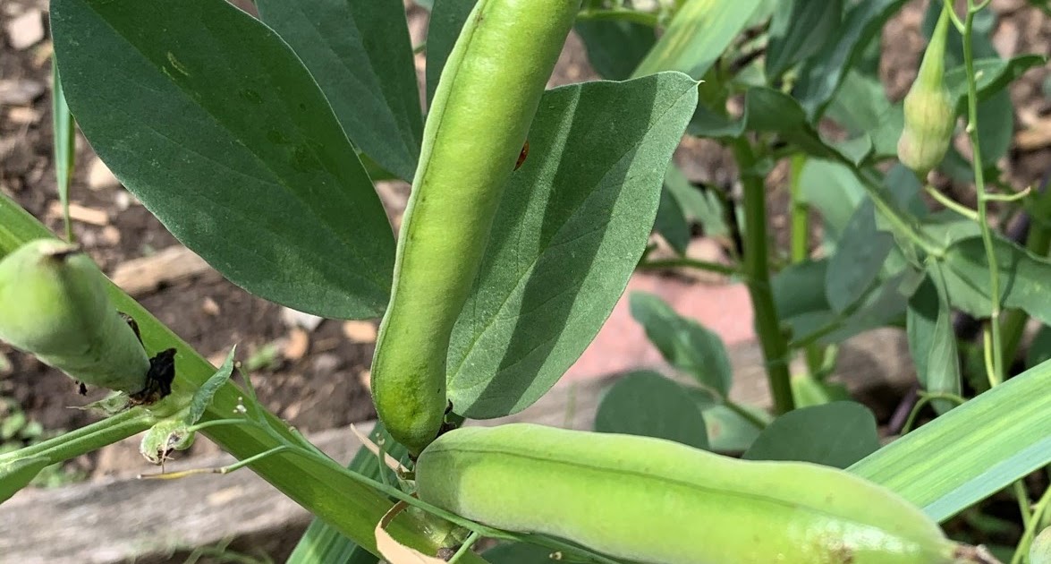 WashingtonGardener: Fenton Friday: Fava Voom