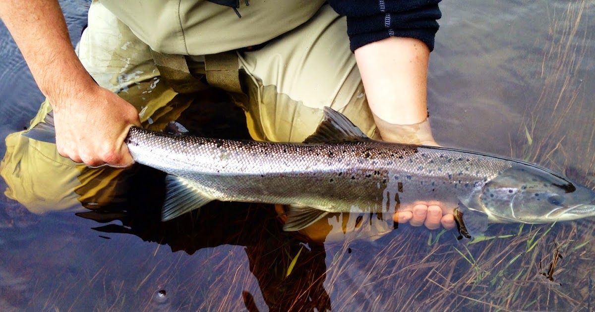 The Wulff Den: Why I fish for “Black Salmon”, “Spring Salmon”, “Kelt ...