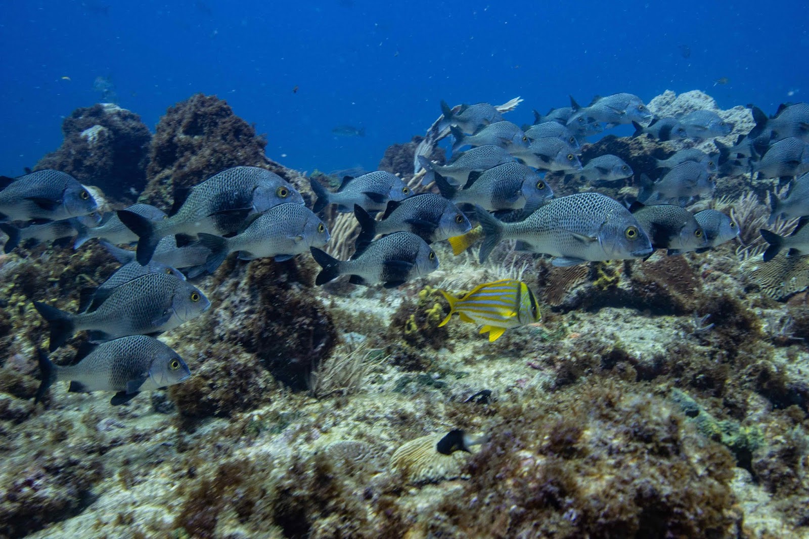 The Science of Sound for Reef Regeneration