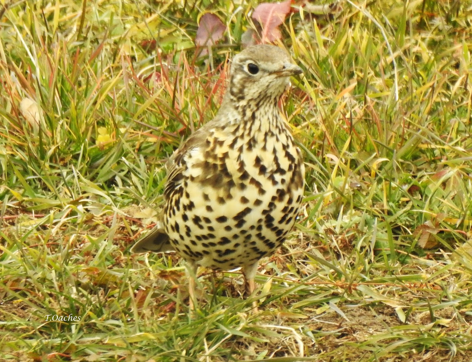 PASARI DIN ROMANIA: STURZ DE VASC, Turdus viscivorus