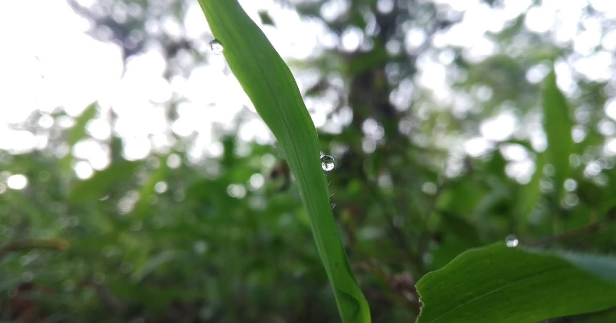Rumput dan Embun | MBF PHOTOGRAPHY