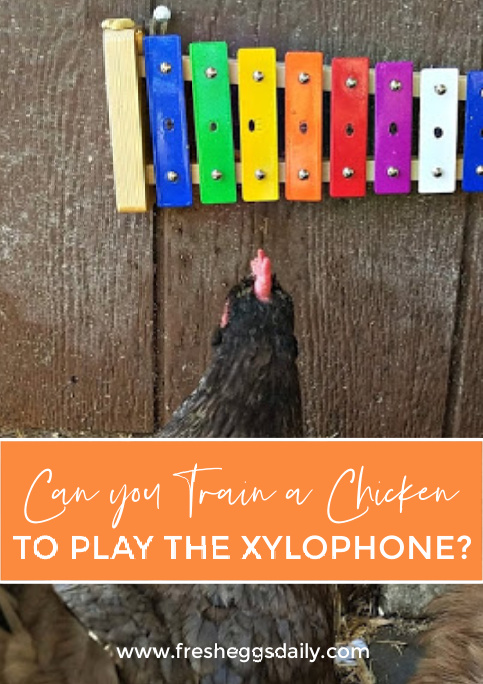 Can You Train a Chicken to Play the Xylophone? - Fresh Eggs Daily® with ...