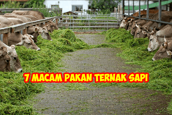 7 Jenis Macam Pakan Ternak Sapi Untuk Proses Penggemukan - Sedulur Hewan