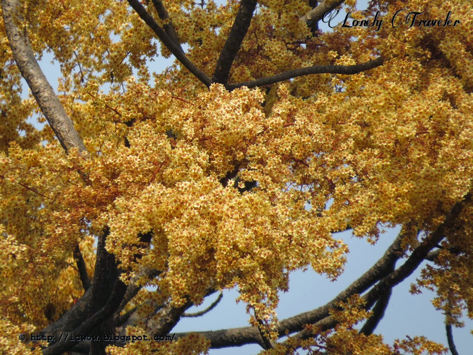Udal ful (উদাল ফুল) - Sterculia villosa