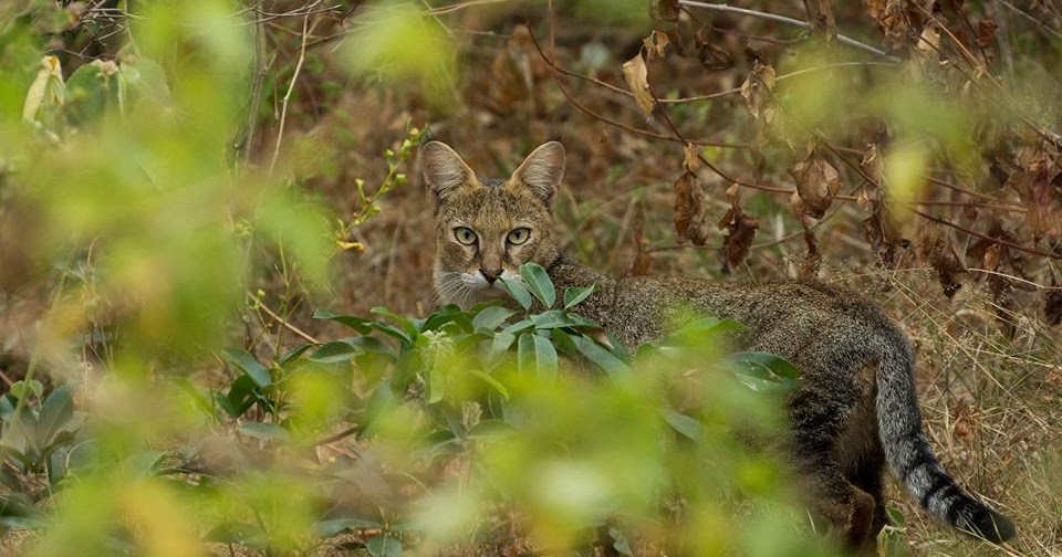 Sri Lanka Wildlife Diaries- Memoirs from the wilderness: Jungle Cats of ...
