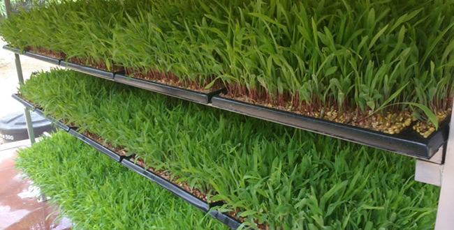 Así se produce el forraje hidropónico