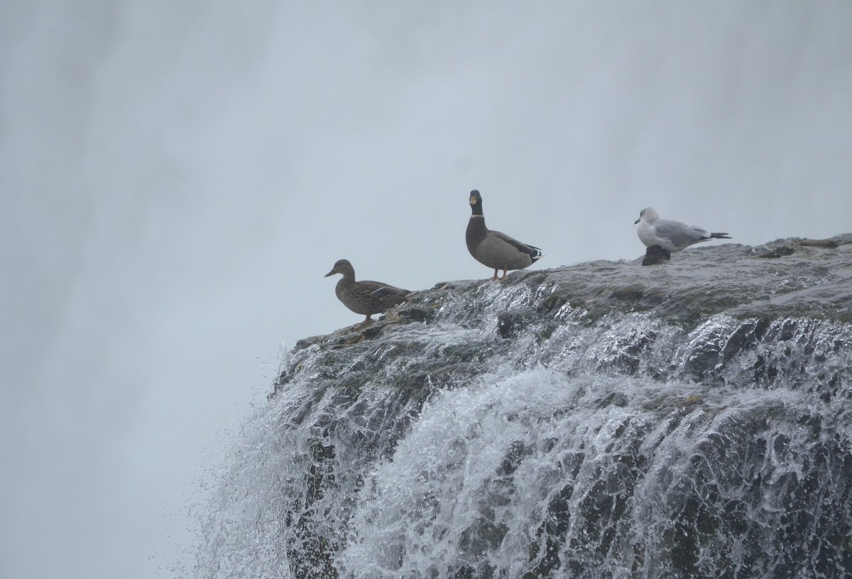 Woods Walks and Wildlife: Niagara Falls Nature