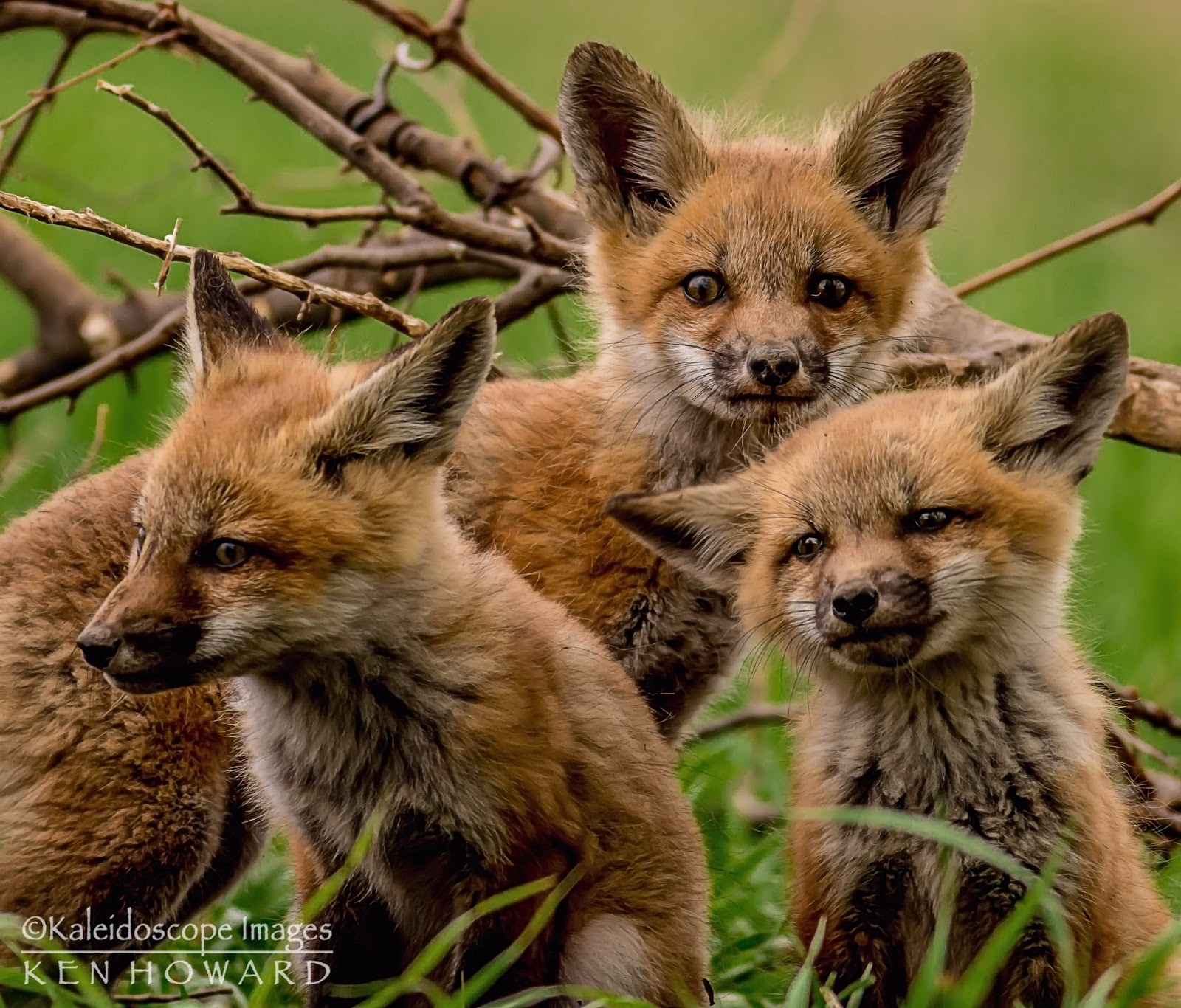 Kaleidoscope Images | Ken Howard: Top 3 Marion County/Iowa State ...
