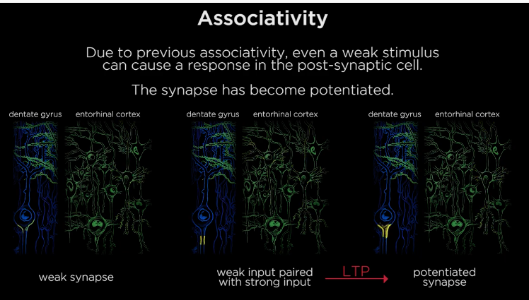 The Hebbian Learning Theory -"Hebb's Principle"