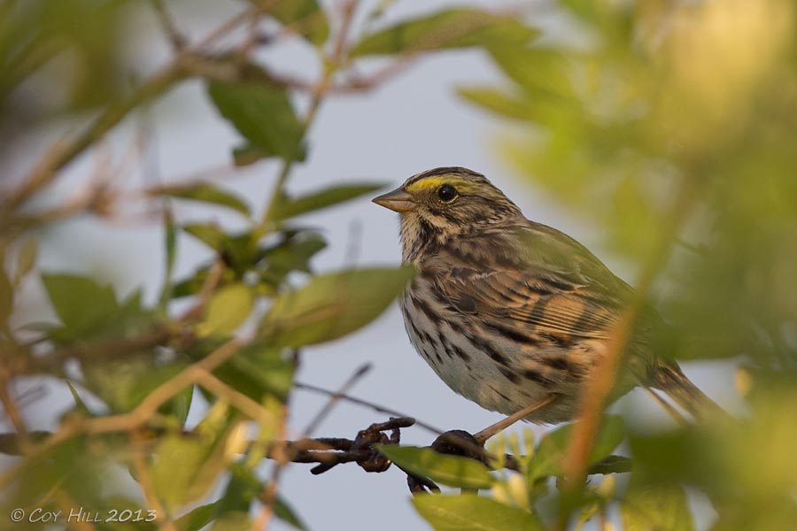 Country Captures: LBB's: Little Brown Birds