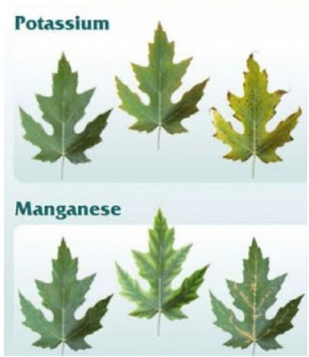 Plant Nutrient Deficiency Leaf Illustrations and Charts Reference Guide ...