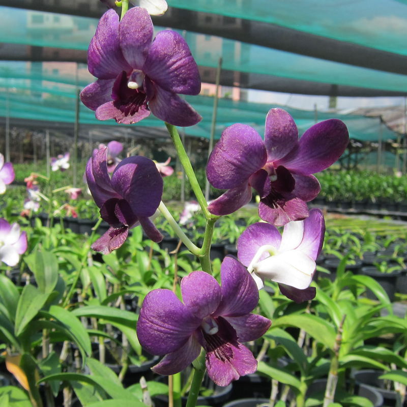 Dendrobium Burana Dark Blue X Udom Blue Angel