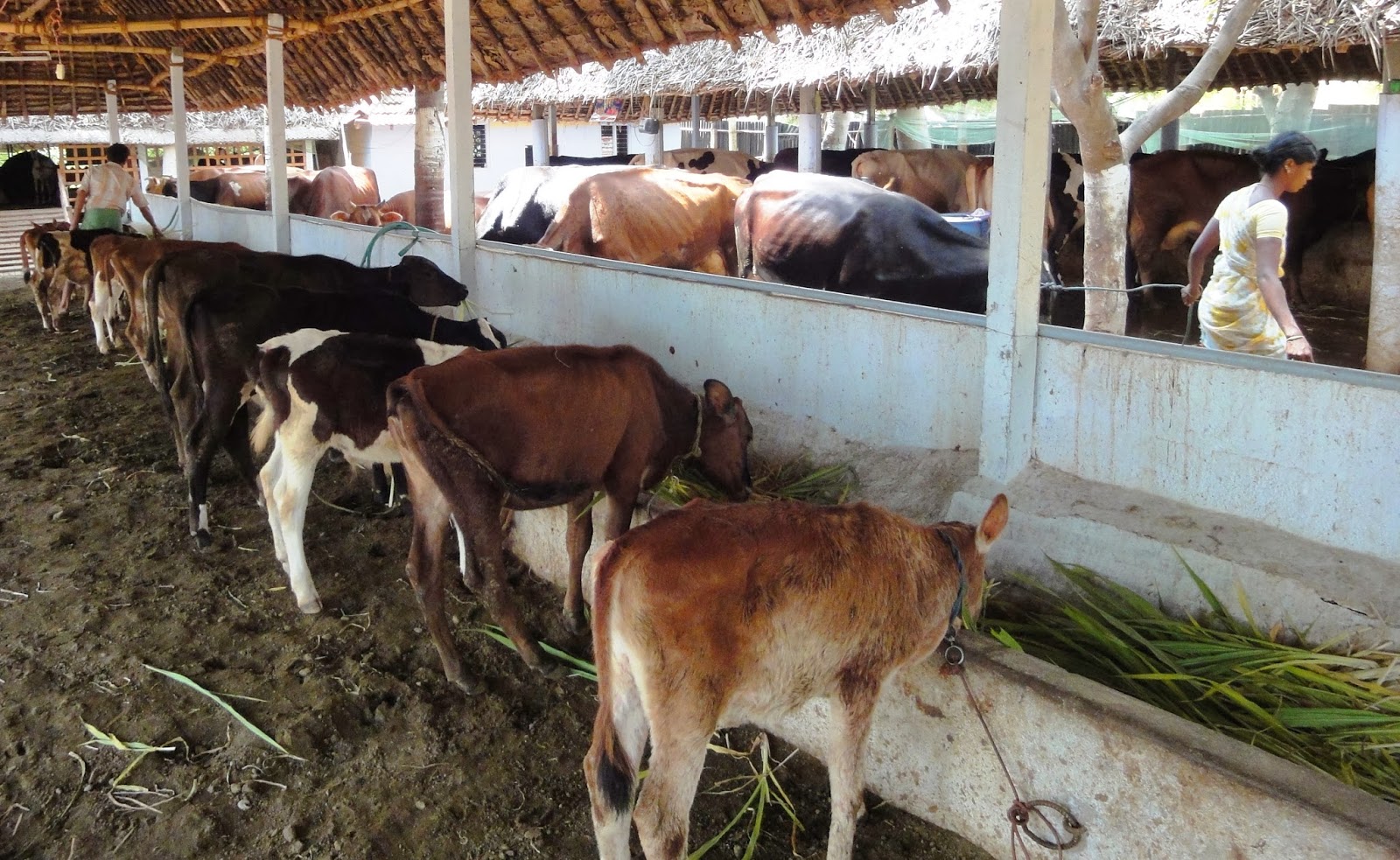 NGO News blog, NewsLine: “Dairy Project success depends on calves ...