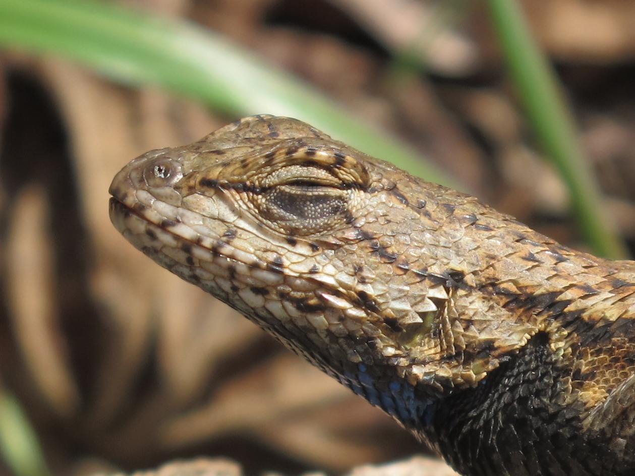 Blue Jay Barrens: Northern Fence Lizard