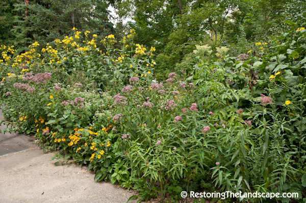 Restoring The Landscape With Native Plants: A Rain Garden Based Upon ...