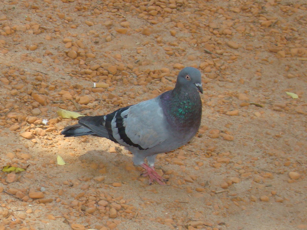 Plagas Urbanas Mendoza: Paloma casera silvestre: Columba livia