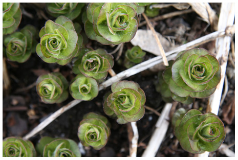 Kukkalapset taivasalla: Valonpilkahduksia