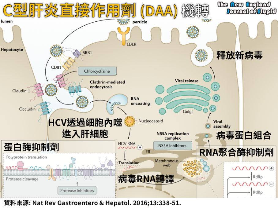 [臨床藥學] C型肝炎新藥機轉 (Mechanism of Hepatitis C Direct-Acting Agents) - NEJS