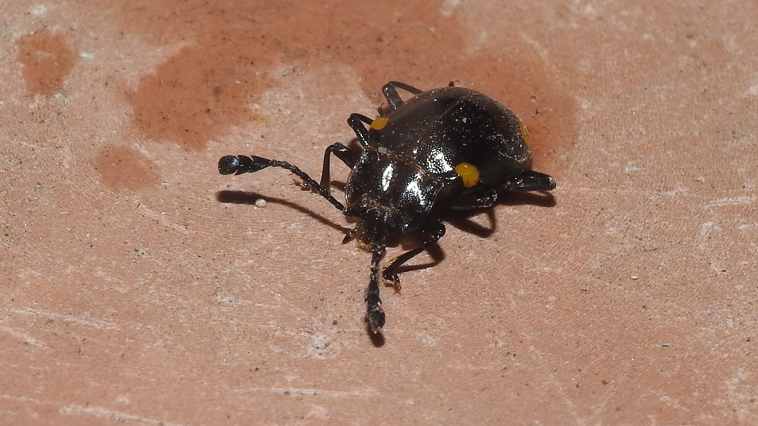 台灣-鳥類與昆蟲-自然觀察記錄: 肩斑辛偽瓢蟲 Sinocymbachus humerosus