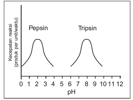 Struktur Enzim dan Mekanisme Kerja Enzim - Biologi Edukasi: Belajar ...
