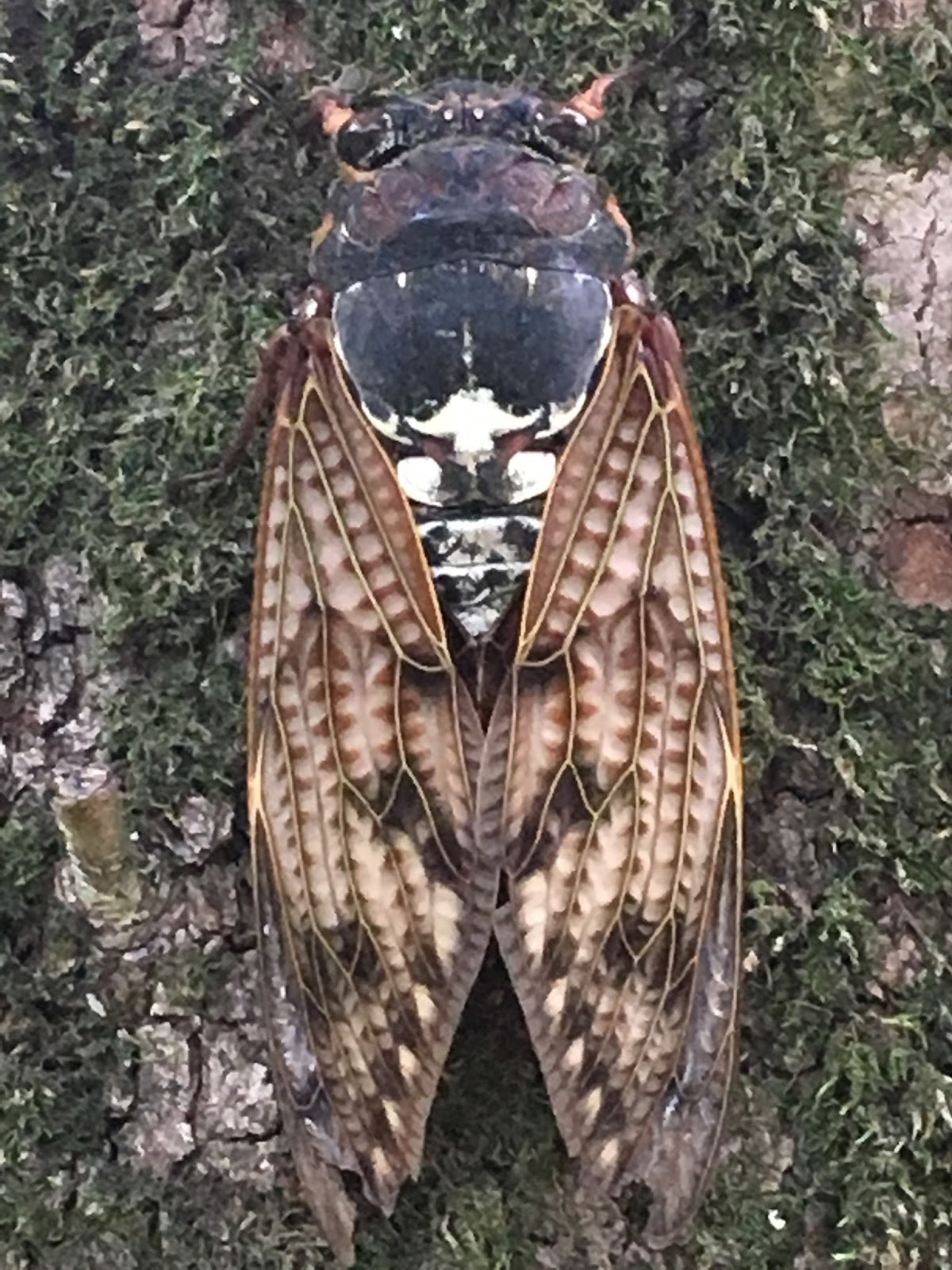 Cicada Poetry: The Sound of Summer