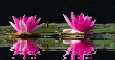 HAVING FUN WITH IMAGES: WATER LILY