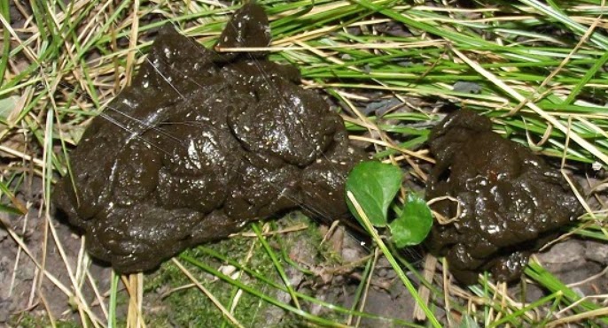 Blog de chasse au chevreuil à l'arc: L'interprètation de la ''merde ...