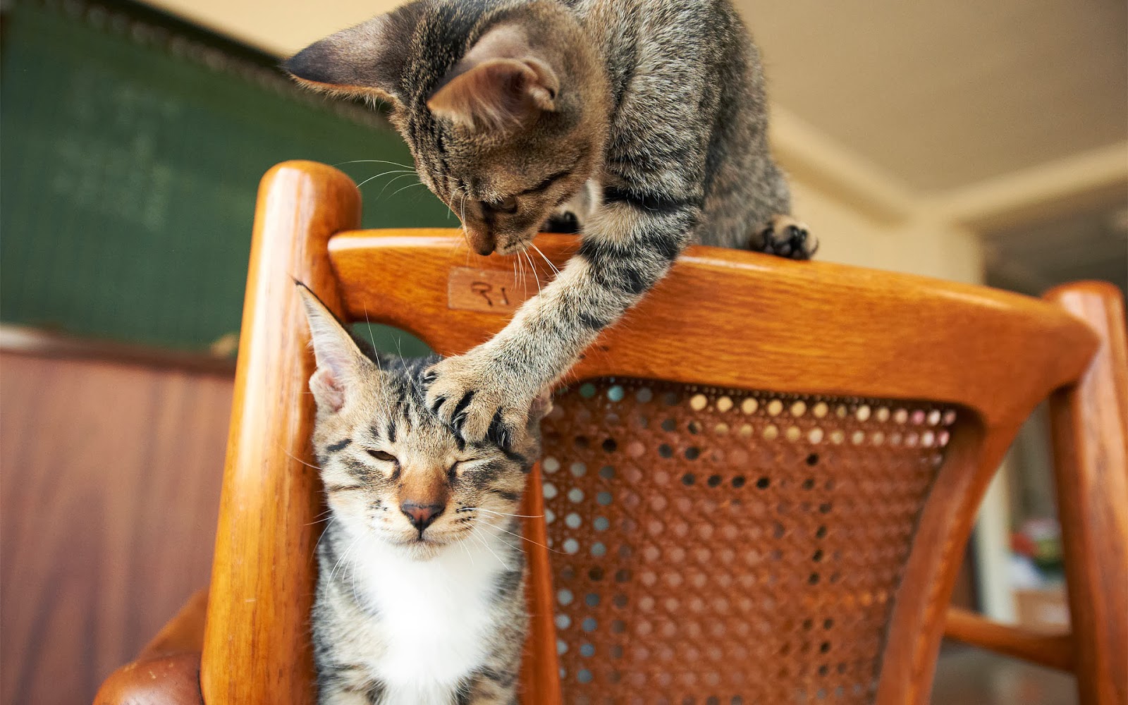 Katten wallpapers (katten foto's)