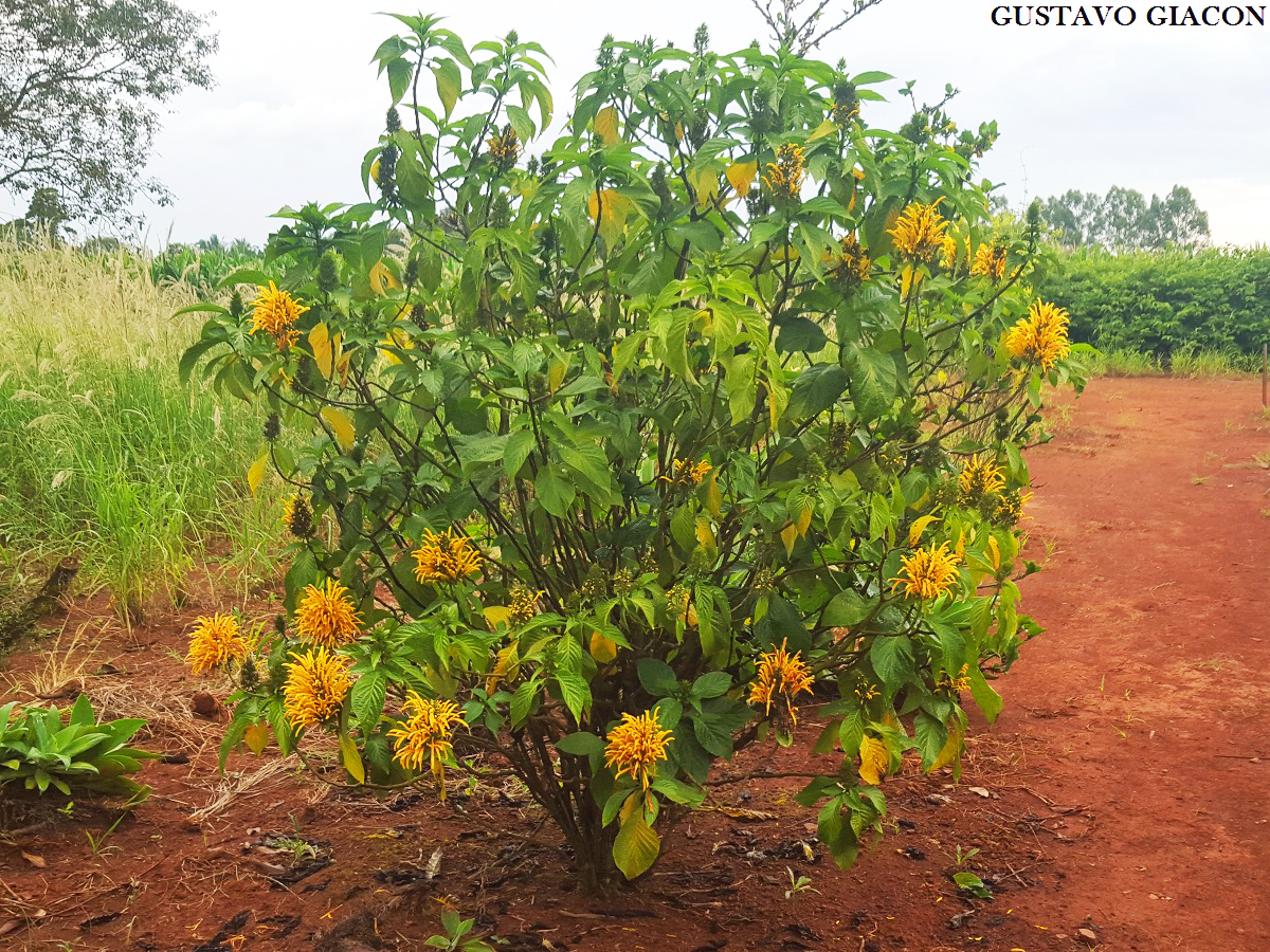 Viveiro Ciprest - Plantas Nativas e Exóticas: Jacobínia ou Justícia ...