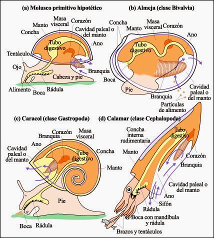 Mi Blog De Biologia: Los Moluscos.