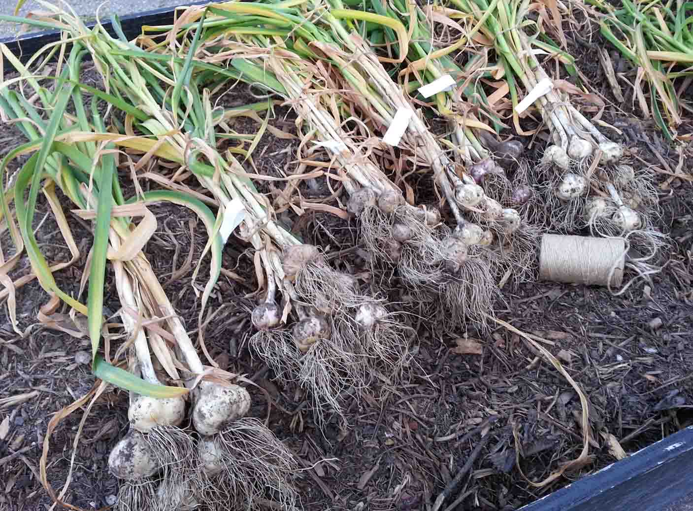 The Gardening Me: Harvest Monday - August 3, 2015