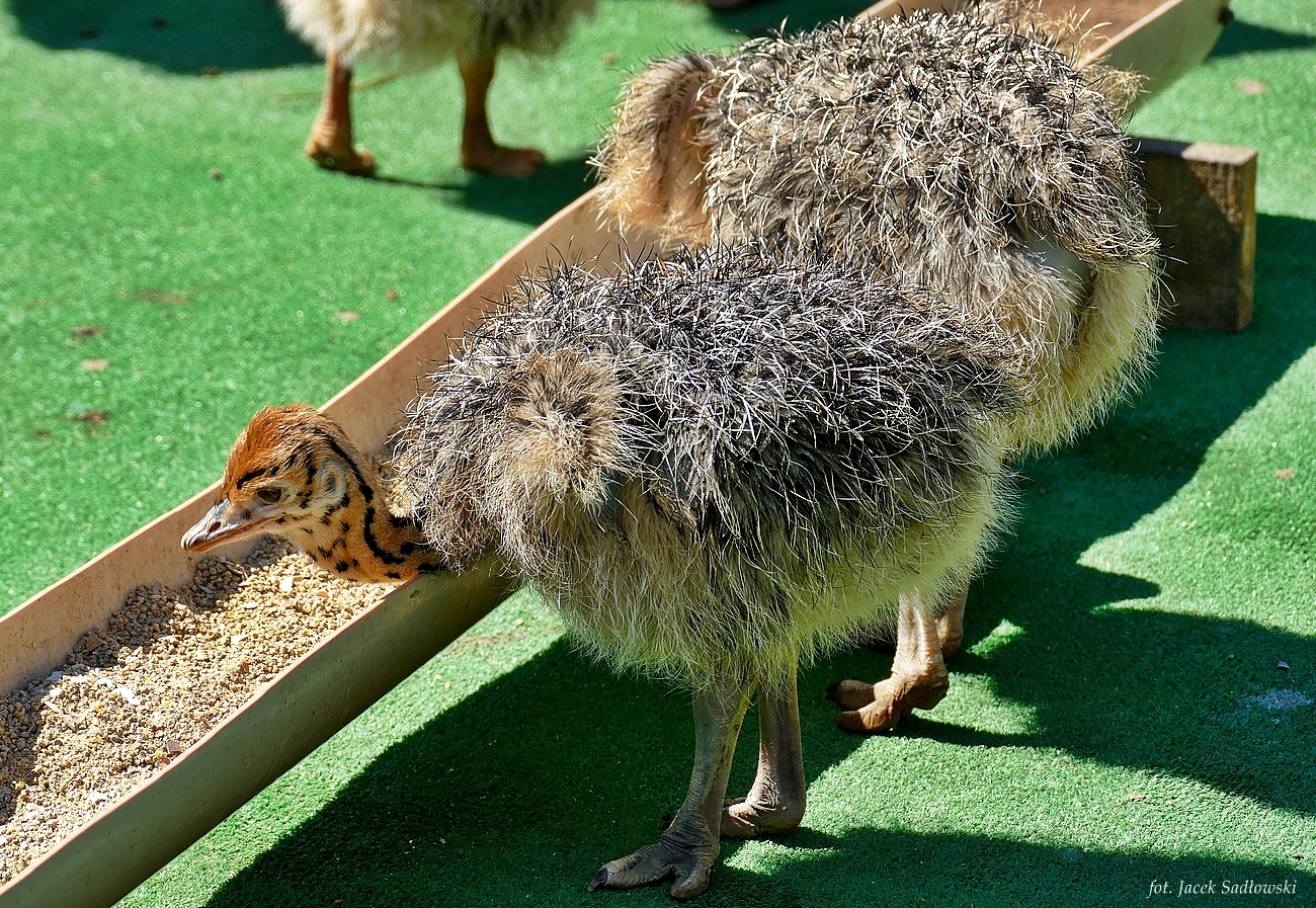 FotoBlog Jacek Sadłowski