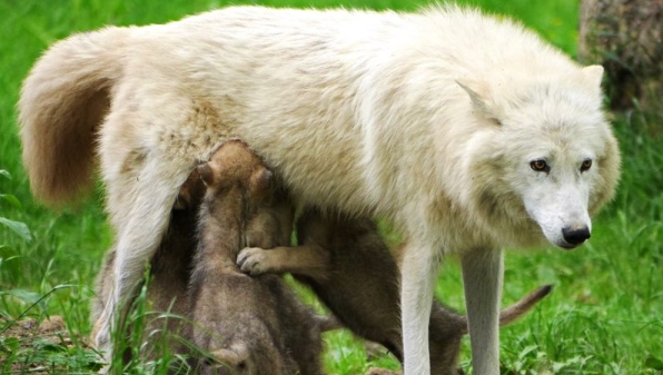 Arctic Wolf Newborn Pups